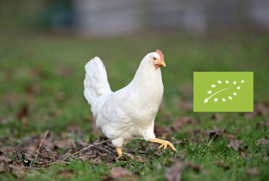 Pollo ecológico certificado | Beneficios, calidad y sabor – Sertina